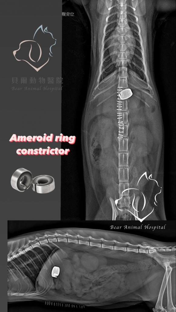 PSS肝門脈分流-ameroid ring – 貝爾動物醫院